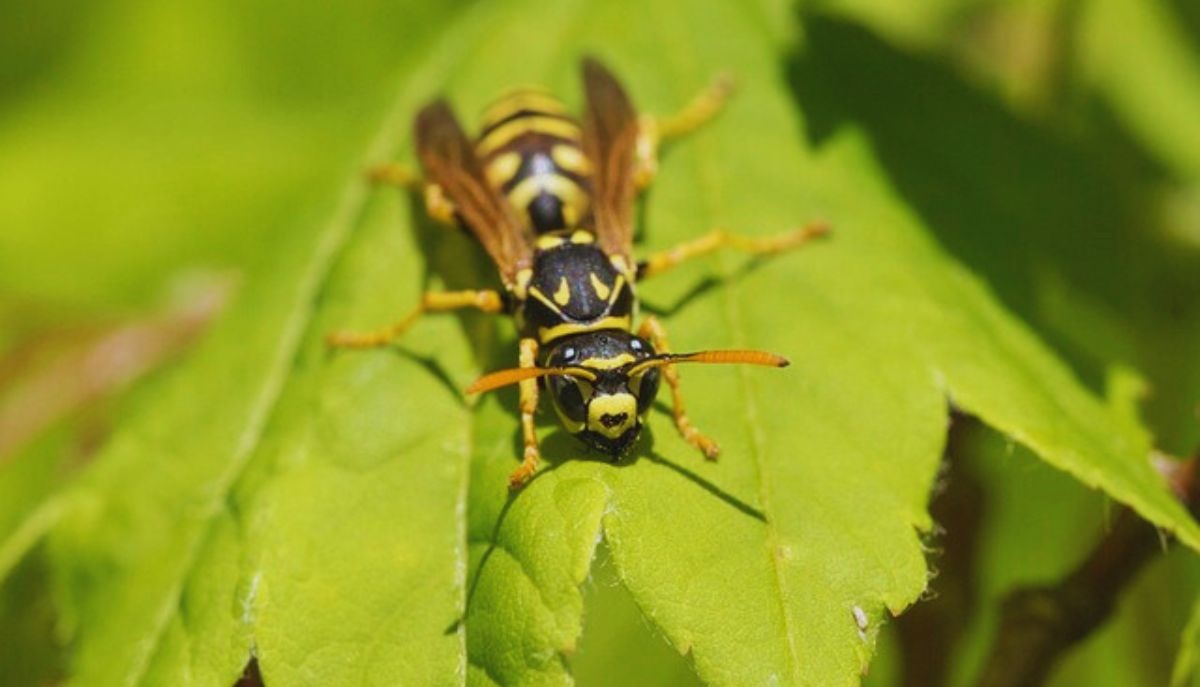 Top Winter Bugs That Bite and How to Stay Protected