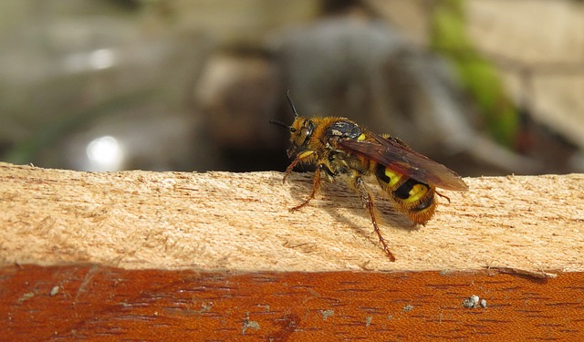 Yellow Jacket Pest Control - 𝐁𝐮𝐠𝐨𝐟𝐟🐞C𝐨𝐧𝐭𝐫𝐨𝐥