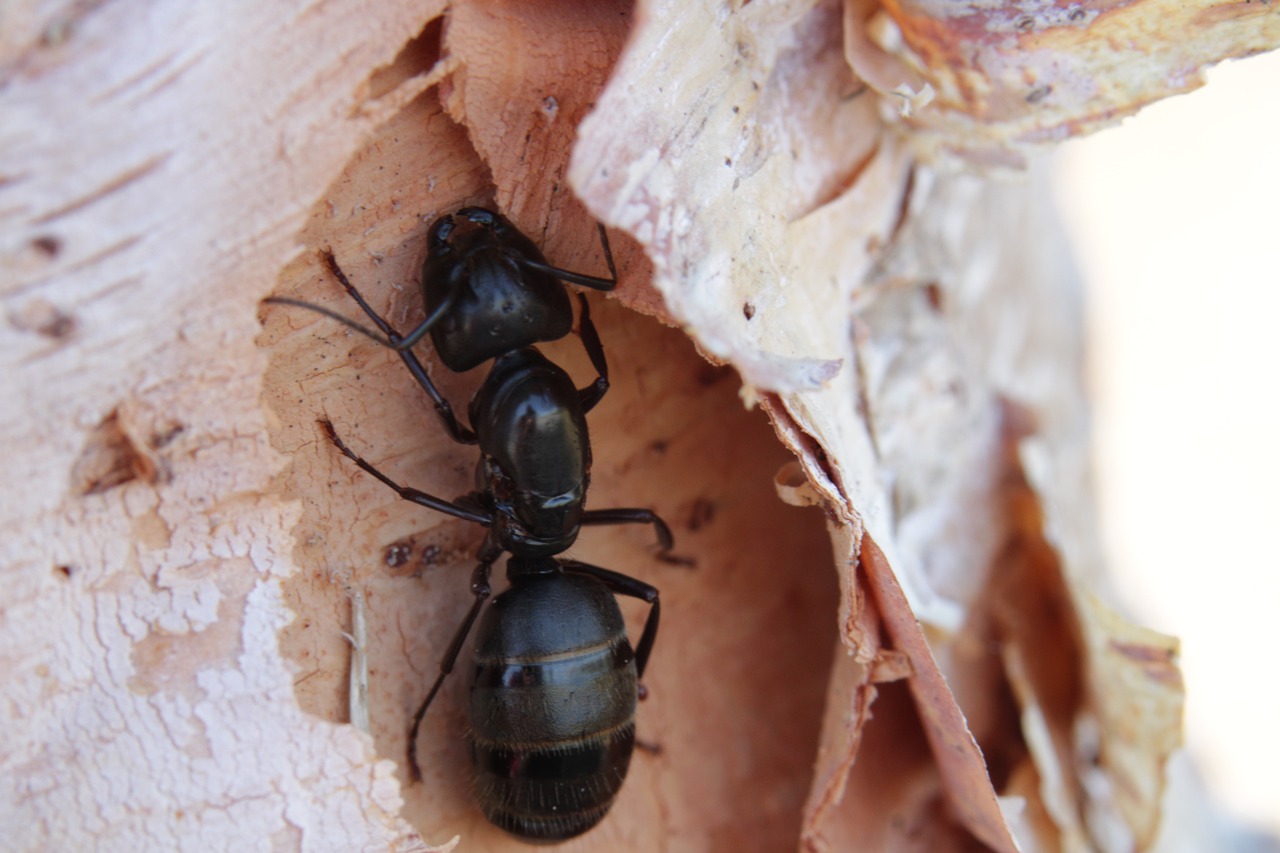 How to Get Rid of Ants in Walls - Bugoff Control