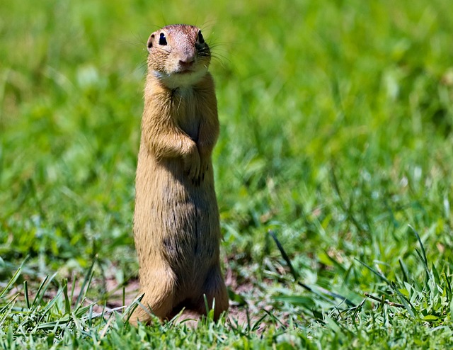 How To Get Rid Of Gophers Permanently - Bugoff Control