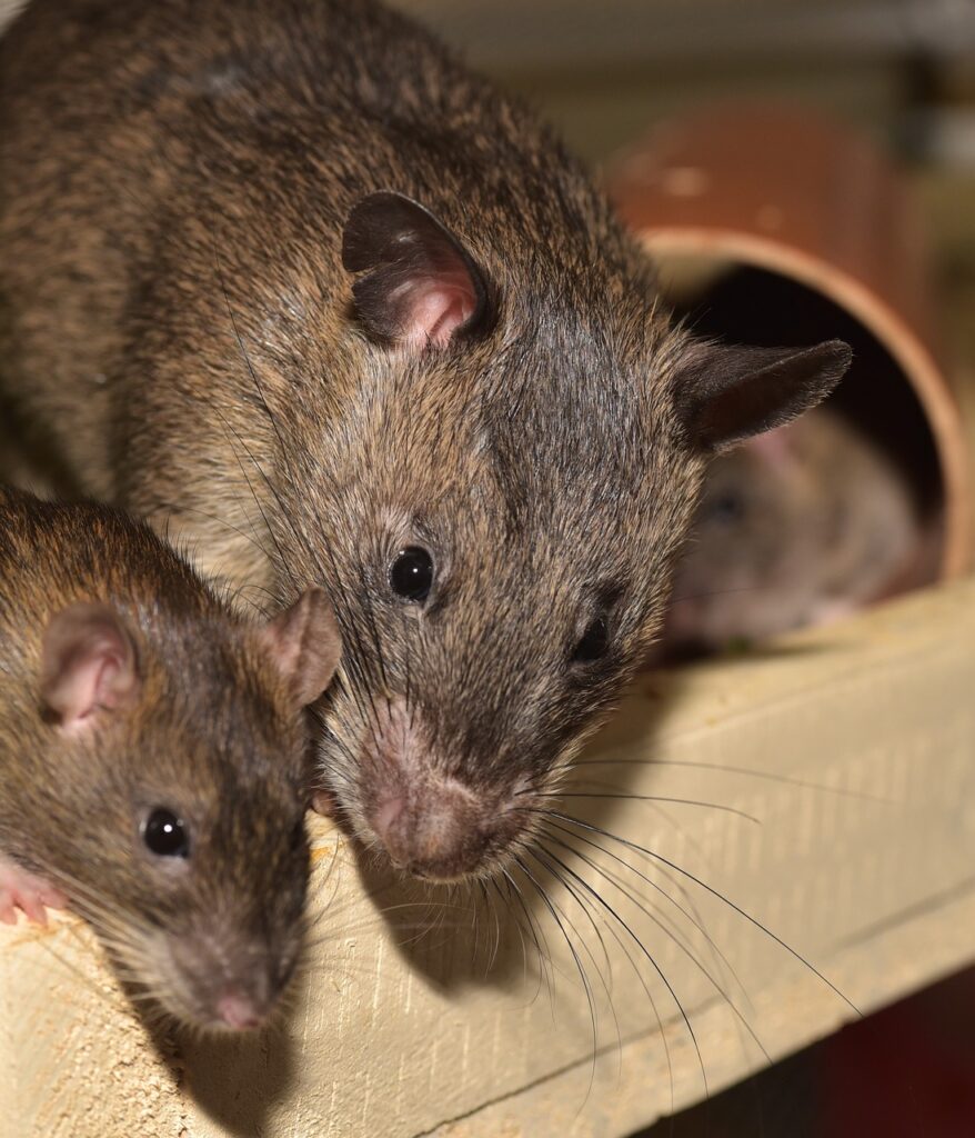 How to Get Rid of Rats in the House – Easy & Safe Methods