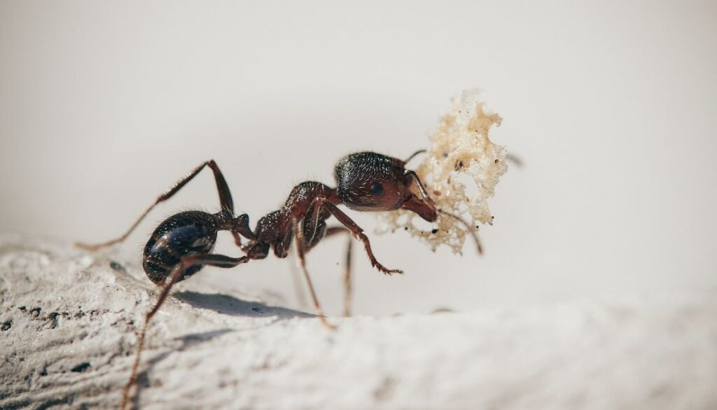 (Best Ant Baits 2026) – Top 5 Traps to Kill Ants Fast