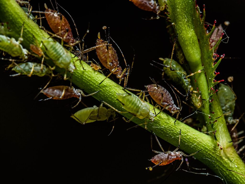 How To Get Rid Of Root Aphids - Bugoff Control