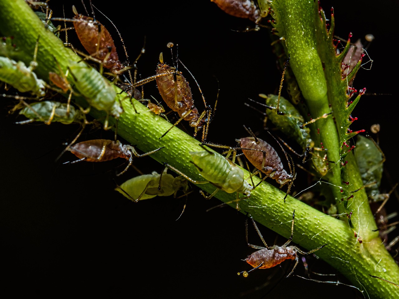 How To Get Rid Of Root Aphids - 𝐁𝐮𝐠𝐨𝐟𝐟🐞C𝐨𝐧𝐭𝐫𝐨𝐥