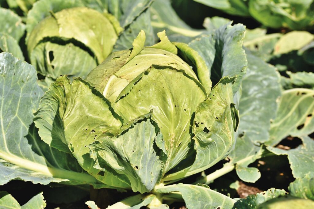 How to Control Cabbage Loopers: Effective Garden Solutions