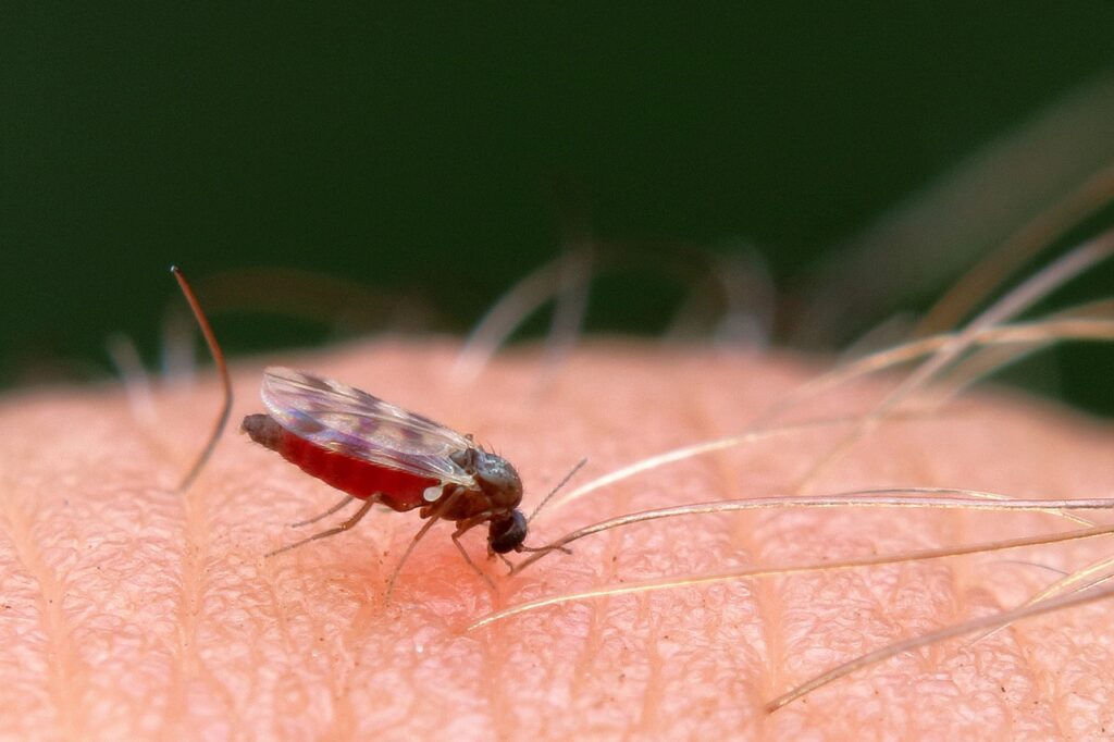 Top Winter Bugs That Bite and How to Stay Protected