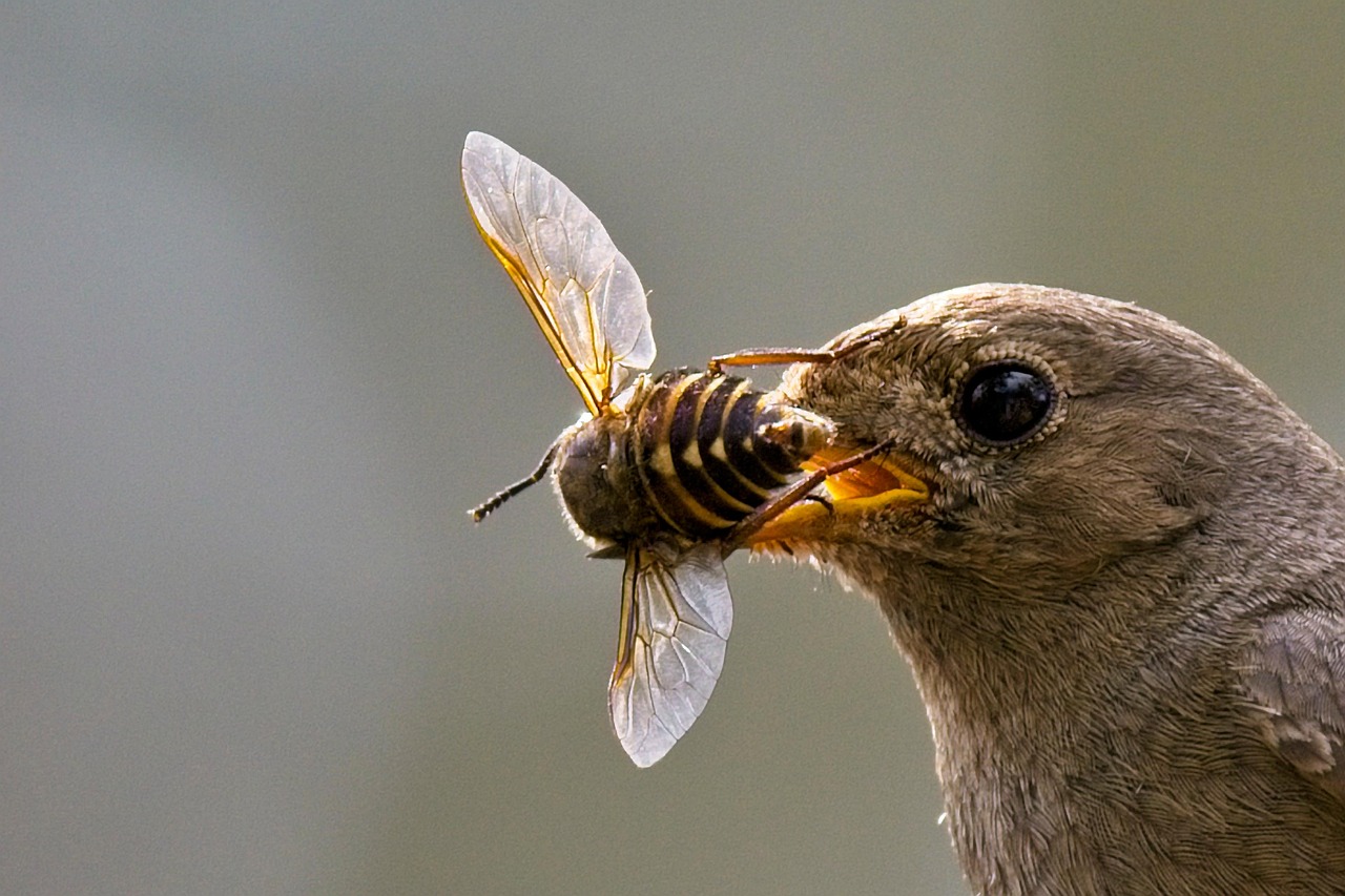 How to Attract Insect-Eating Birds for Pest Control