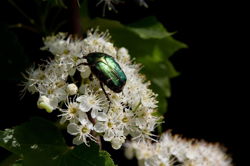 Control Crucifer Flea Beetles: Tips, Solutions, & Prevention
