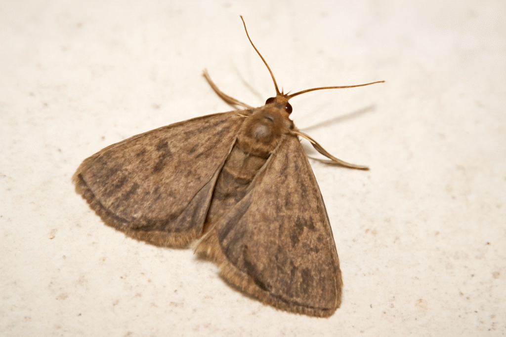 How to Get Rid of Moths in the House: Effective Solutions