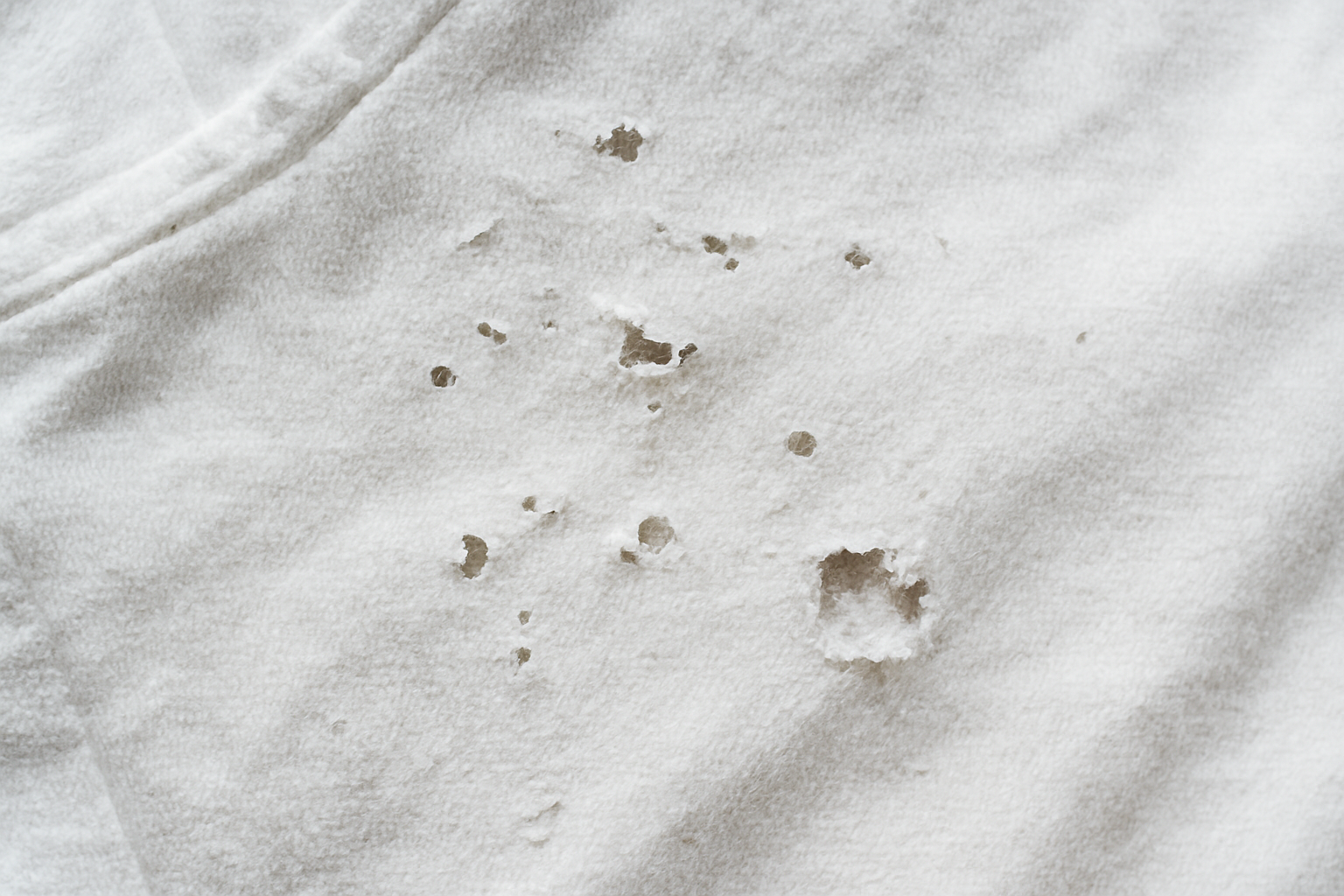 How to Get Rid of Silverfish in Clothes: Tips & Prevention