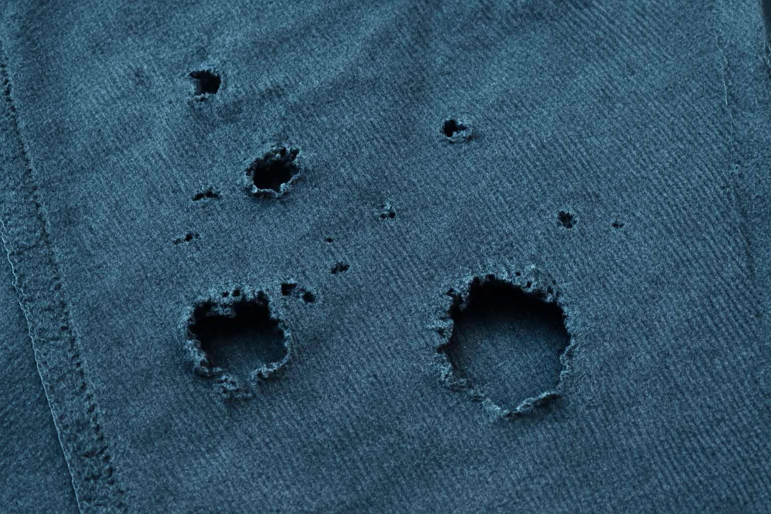 Holes In Clothes Silverfish