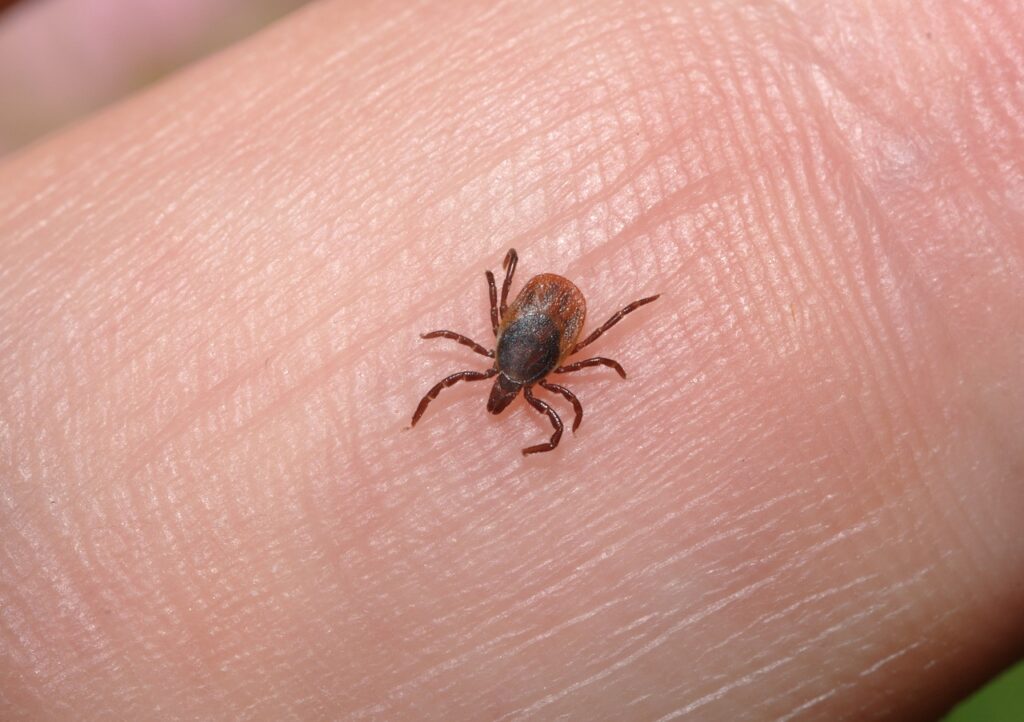 Top Winter Bugs That Bite and How to Stay Protected