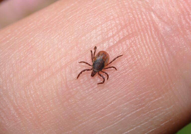 Top Winter Bugs That Bite and How to Stay Protected